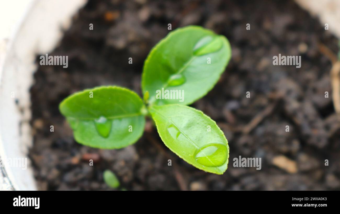 top view of three-leafed potted sprout with water droplets in blurry ...