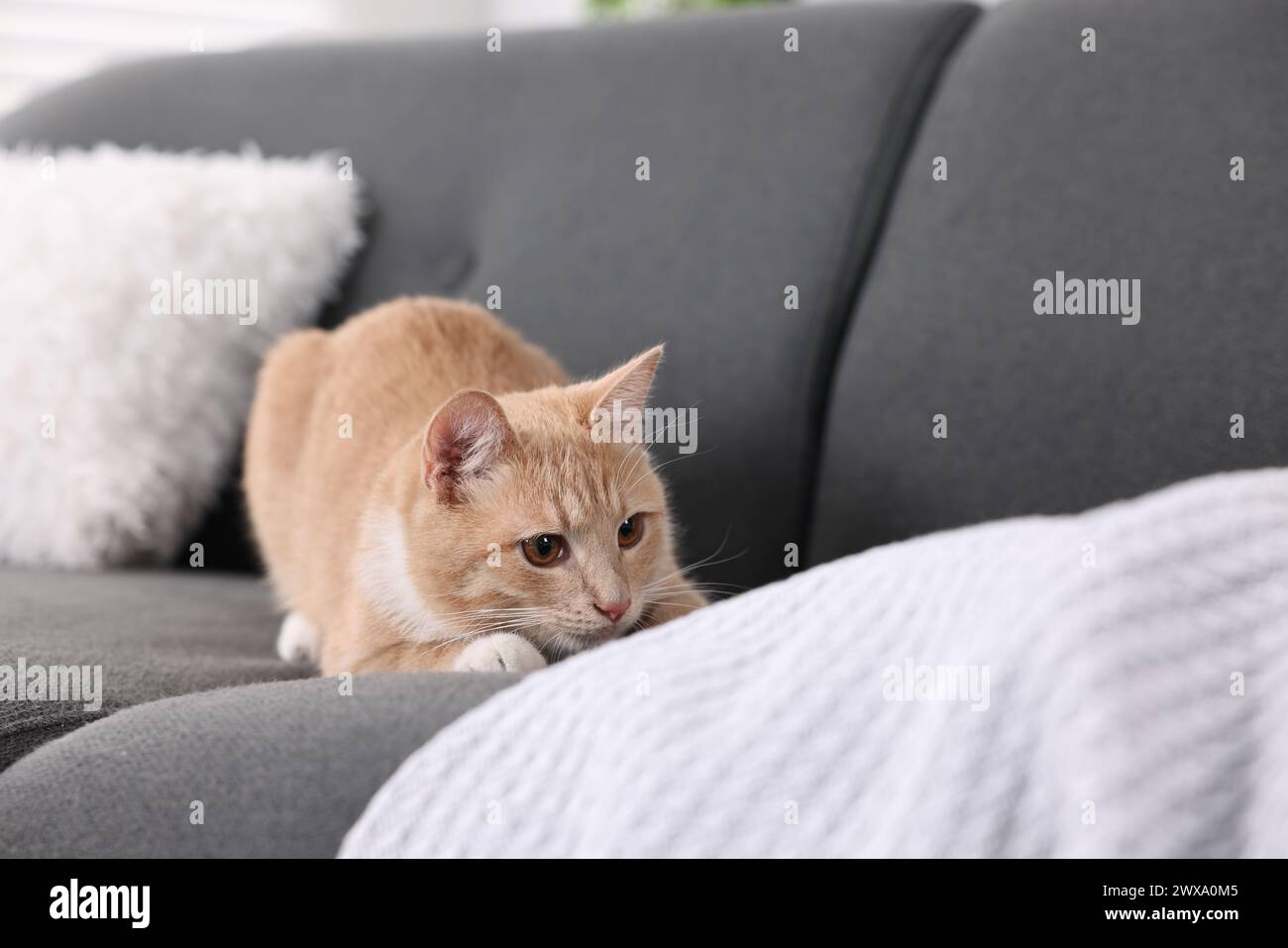 Cute ginger cat lying on sofa at home Stock Photo - Alamy