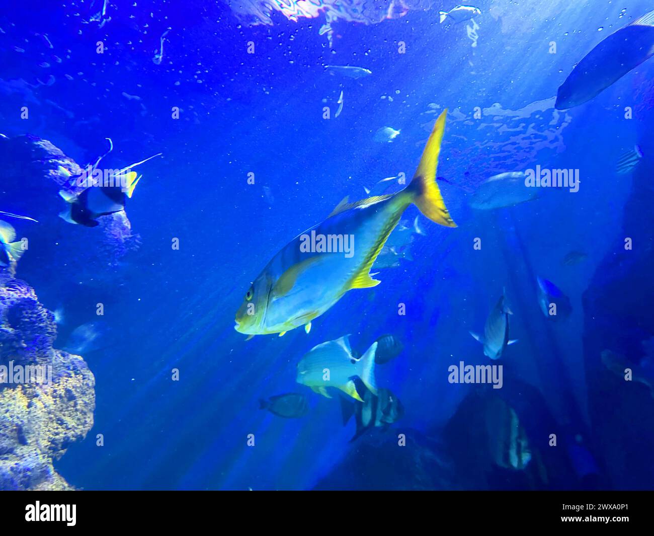Underwater world different fishes hi-res stock photography and images ...