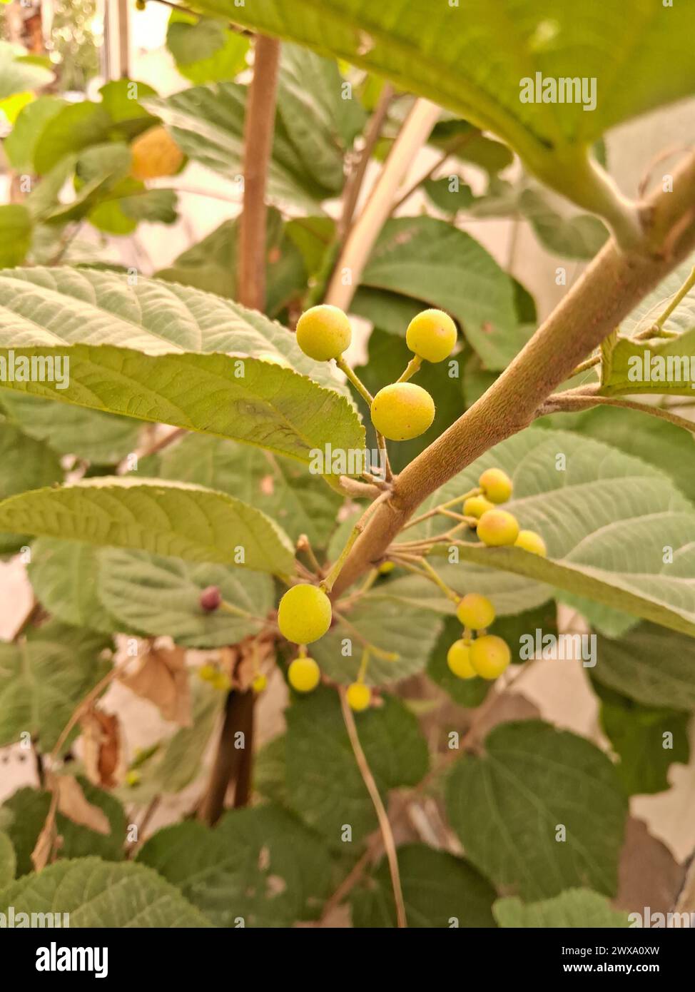 A plant bearing numerous yellow berries on its branches Stock Photo - Alamy