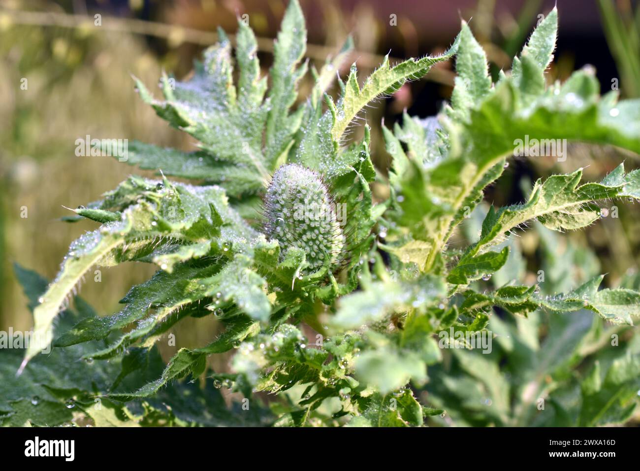 Poppy plant, its leaves and unopened inflorescence. Drops of dew are ...