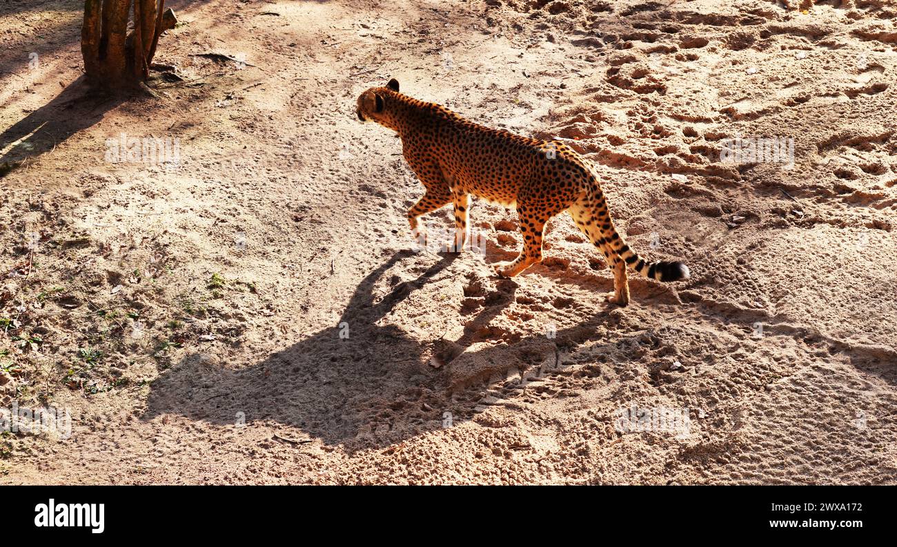 Nürnberg, Cheetah, Tiergarten, Zoo, Bayern, Nürnberg Zoo, Leopard ...