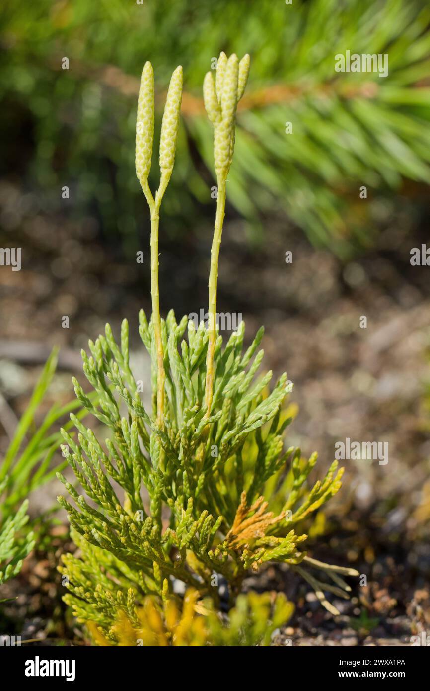 Ground pine hi-res stock photography and images - Alamy