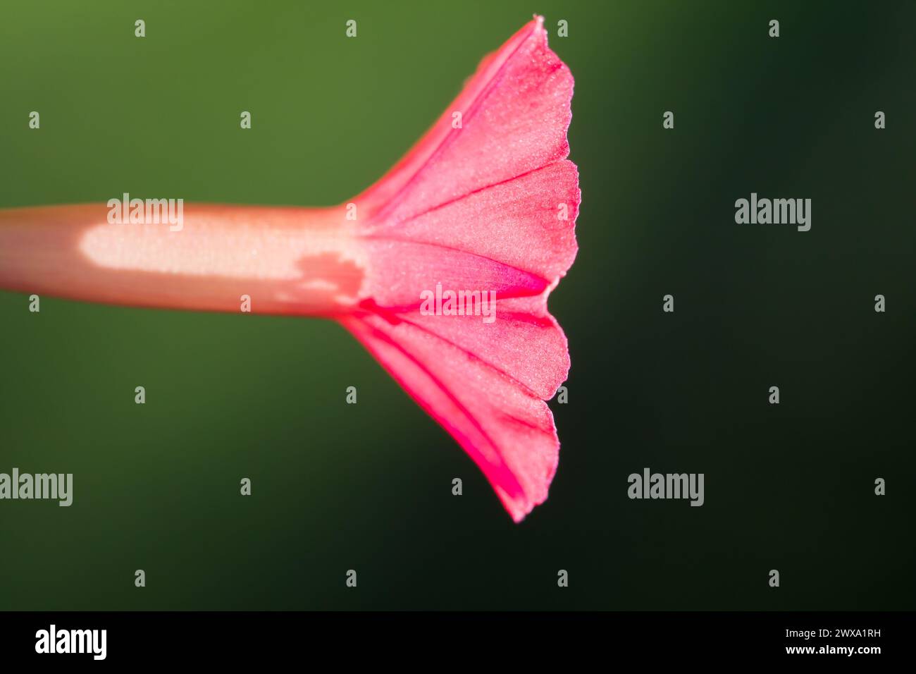 Ipomea hi-res stock photography and images - Alamy