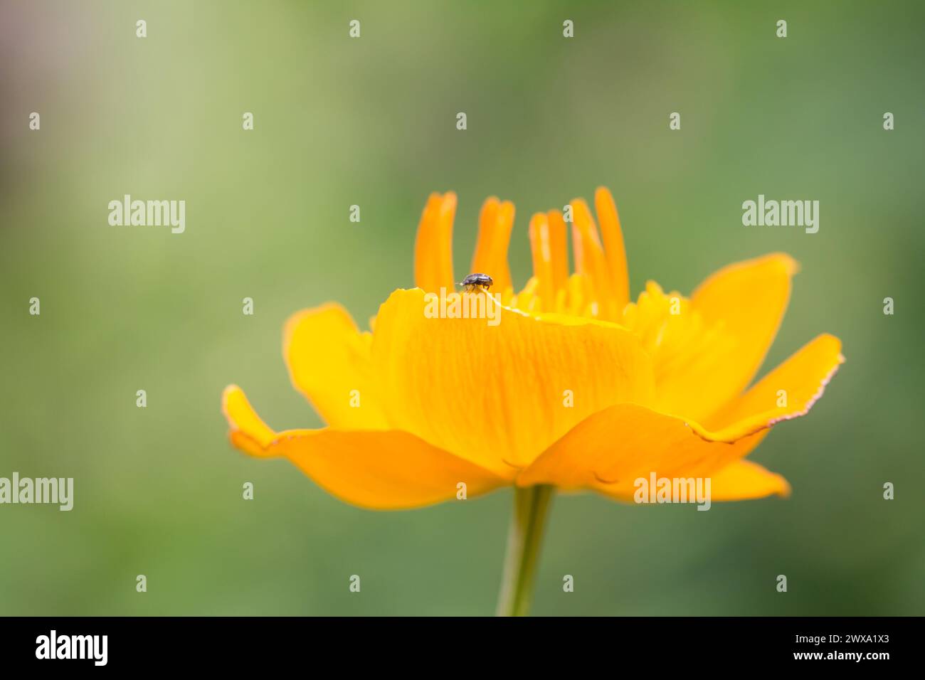 Trollius chinensis hi-res stock photography and images - Alamy