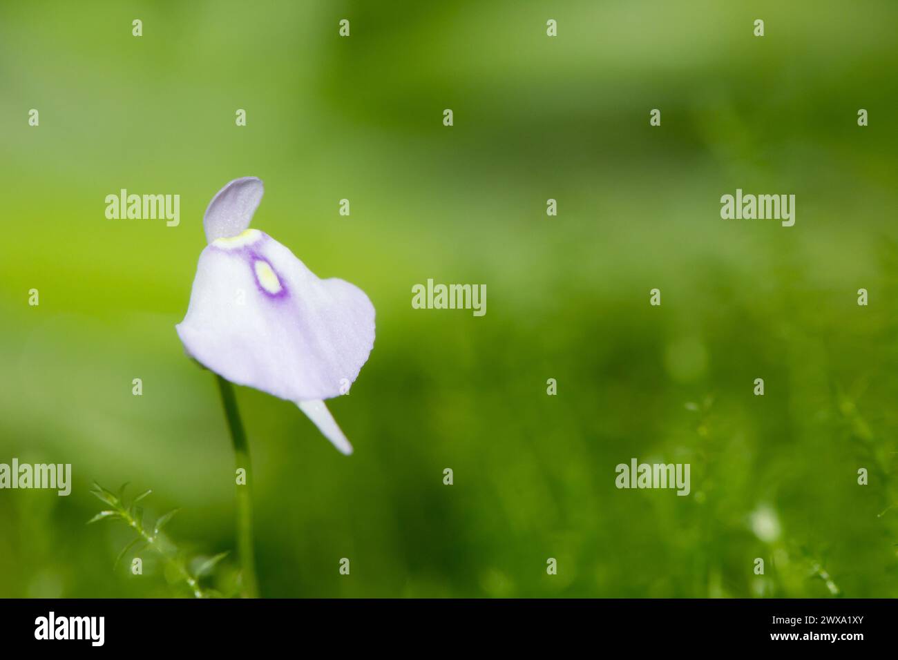 Utricularia pubescens hi-res stock photography and images - Alamy