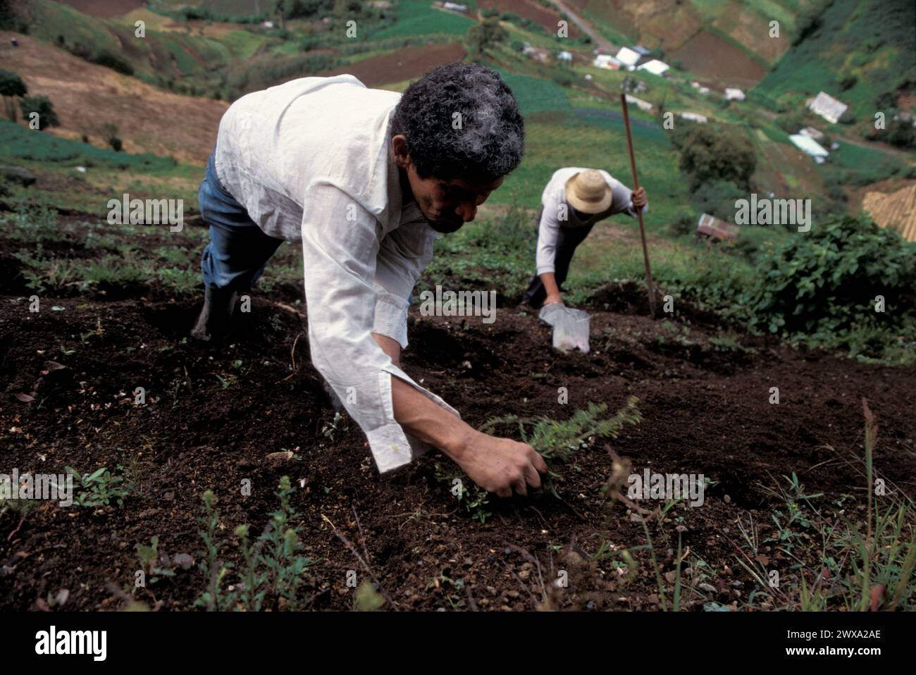 Laborers at work on a hillside field in western Panama Stock Photo - Alamy