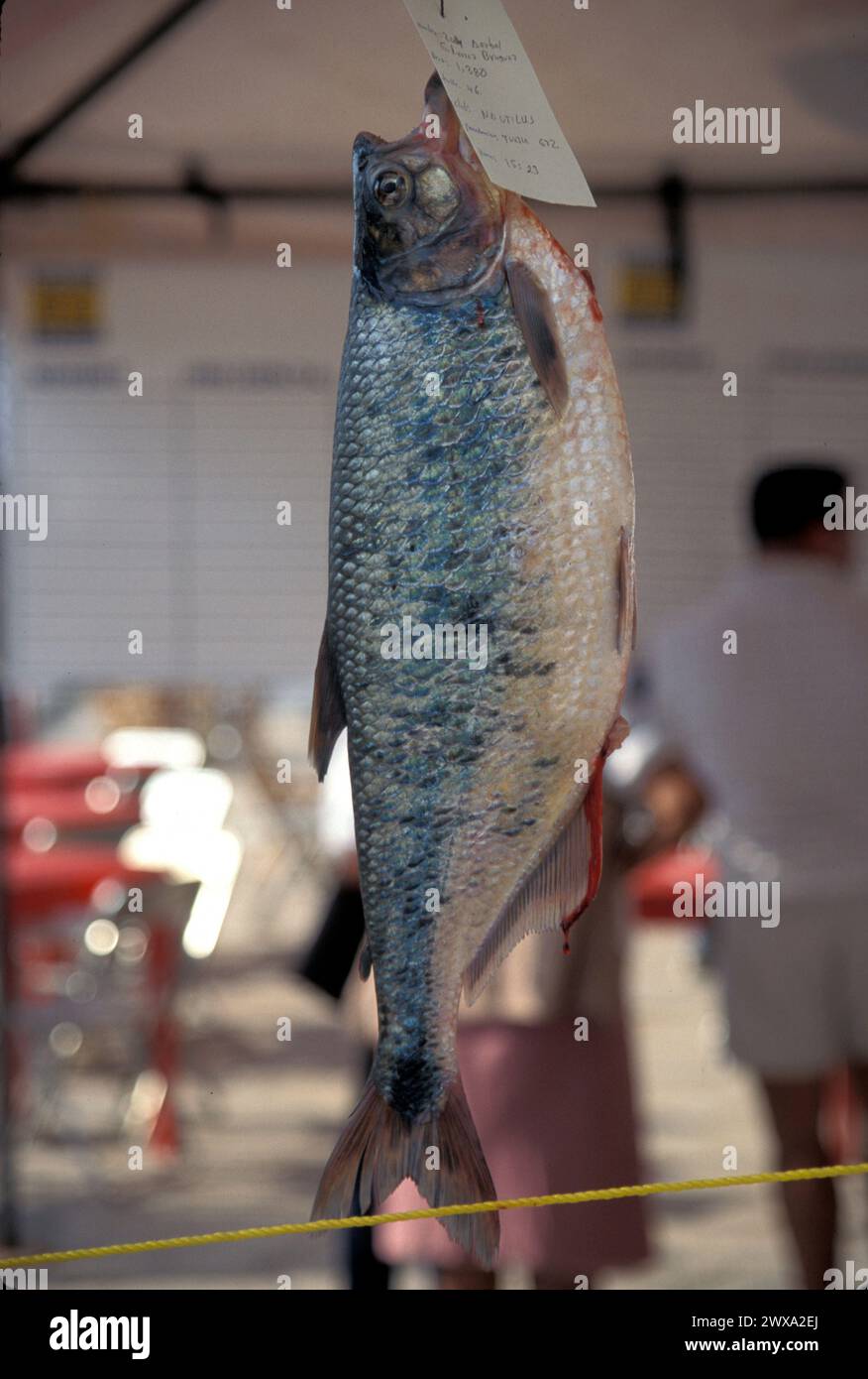 Corzo festival hi-res stock photography and images - Alamy