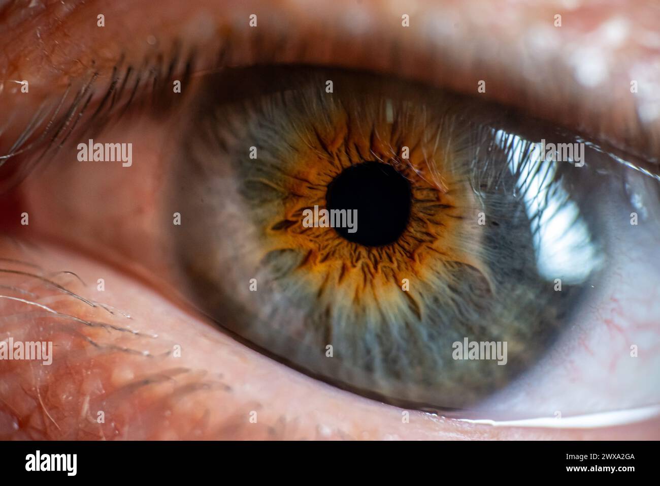 Iris gaze hi-res stock photography and images - Alamy