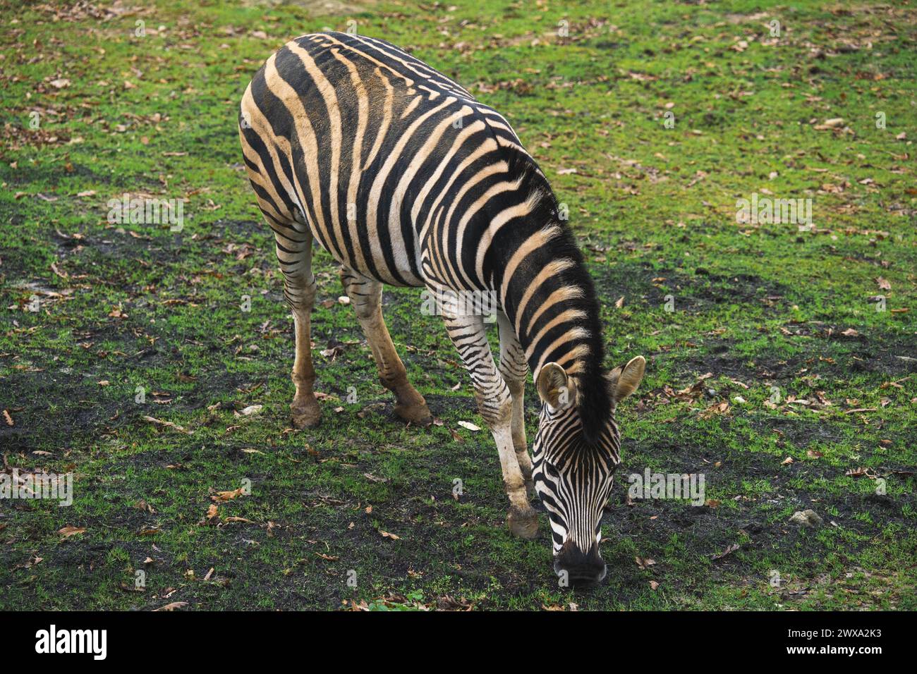 Grazing lines hi-res stock photography and images - Alamy