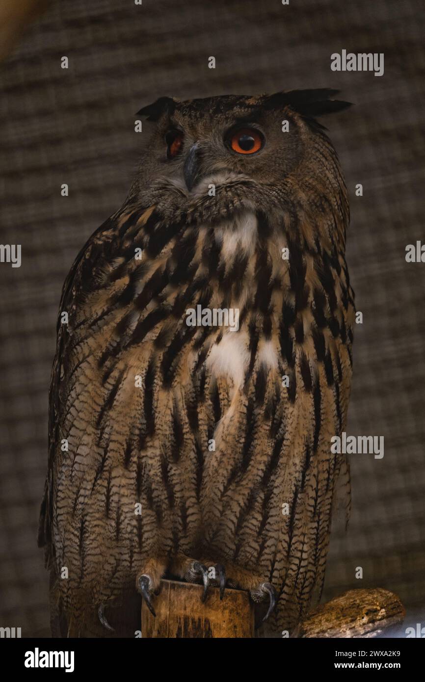 Real owl hi-res stock photography and images - Alamy