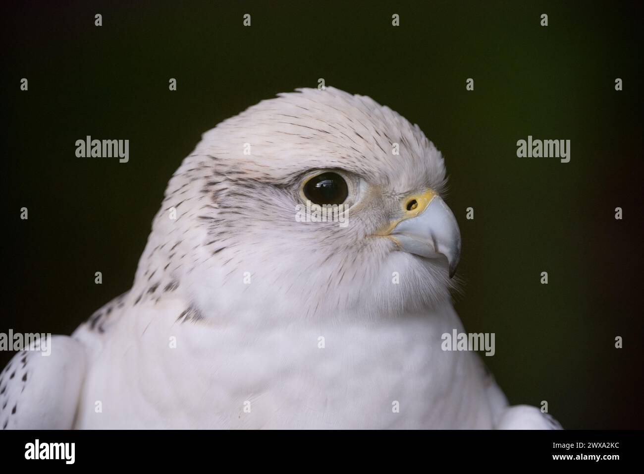 White hawk hi-res stock photography and images - Alamy