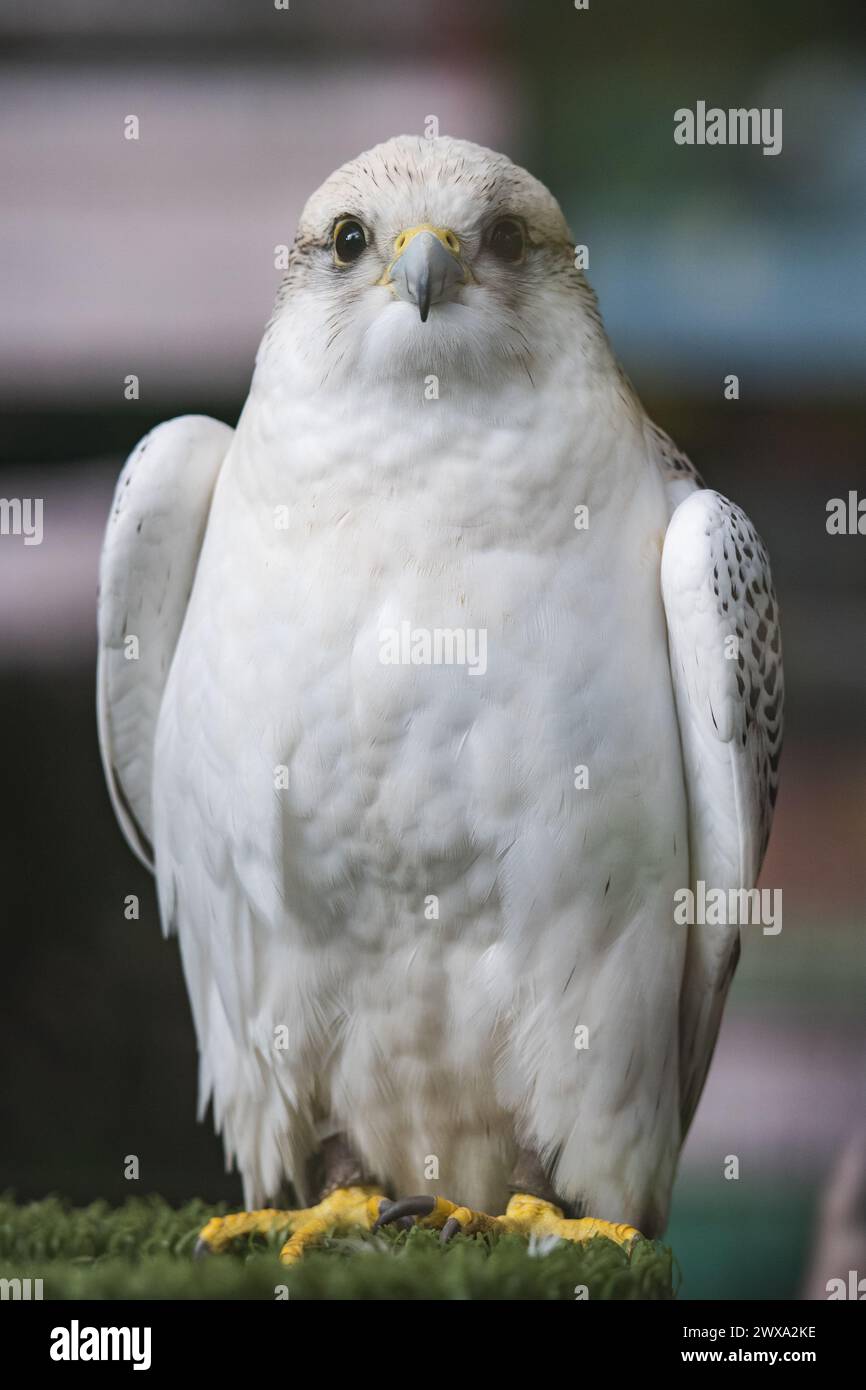 Full body White hawk standing in his cage Stock Photo - Alamy