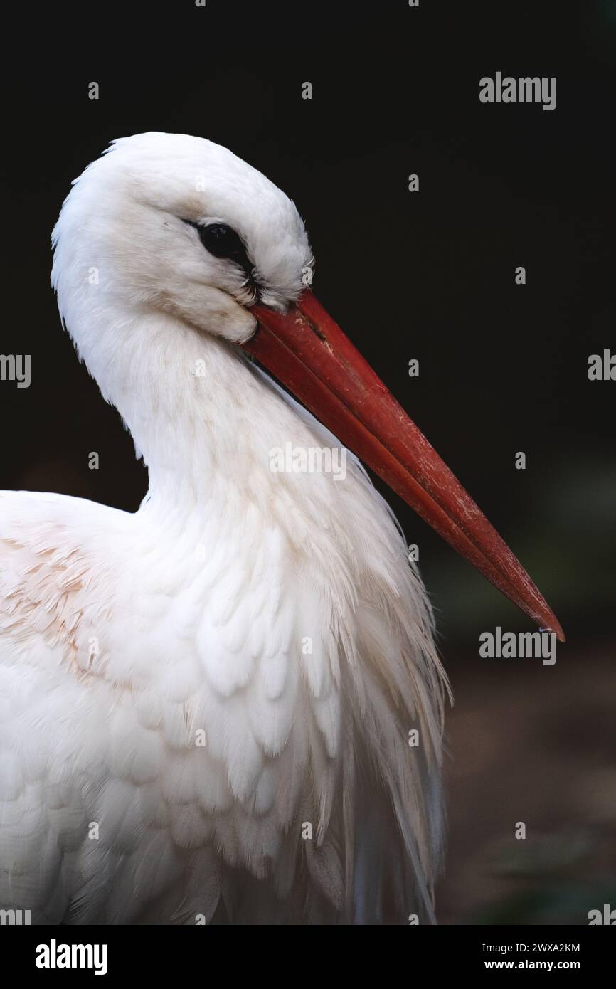 White stork side view hi-res stock photography and images - Alamy