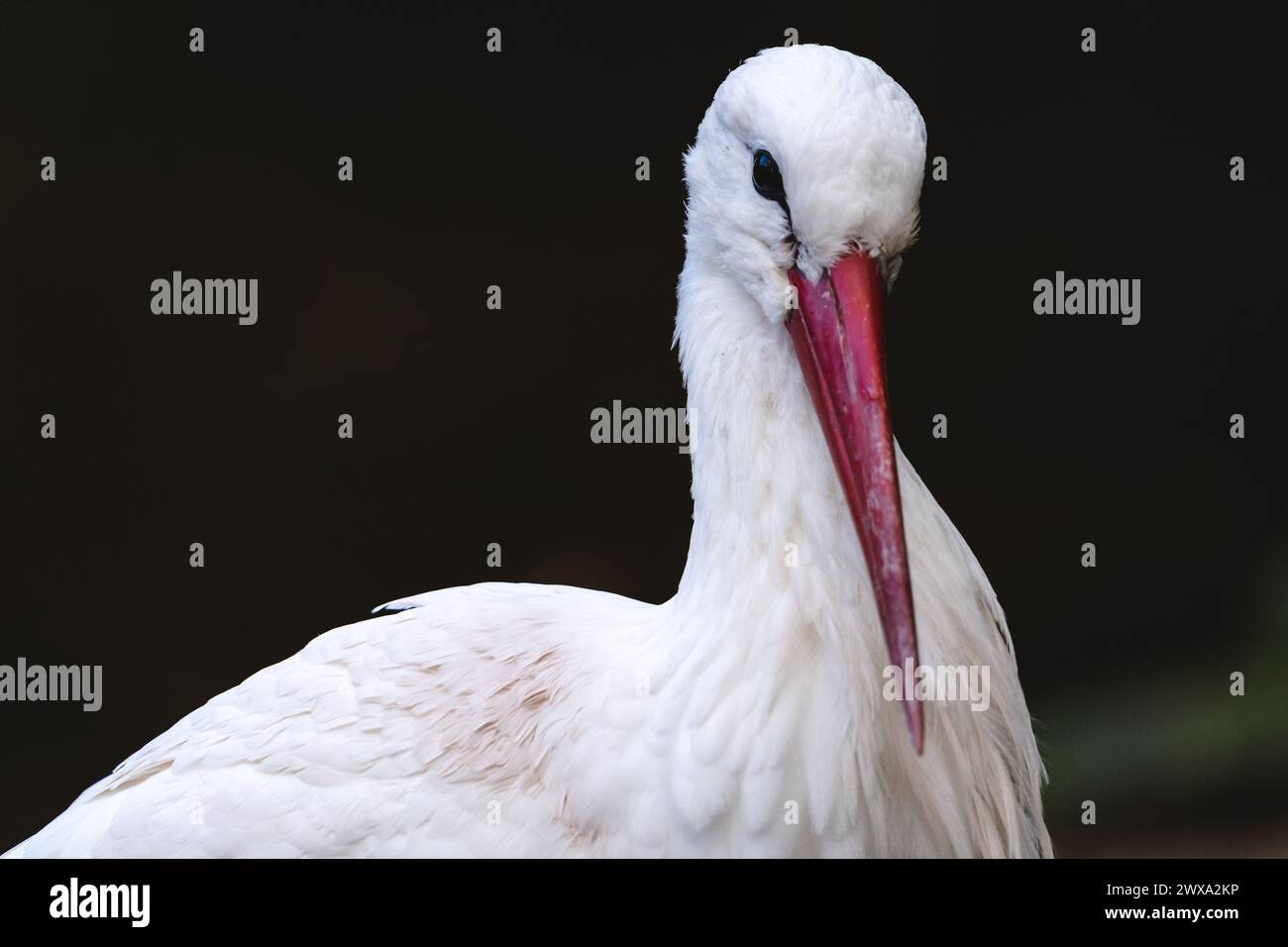 Front view of beak hi-res stock photography and images - Alamy