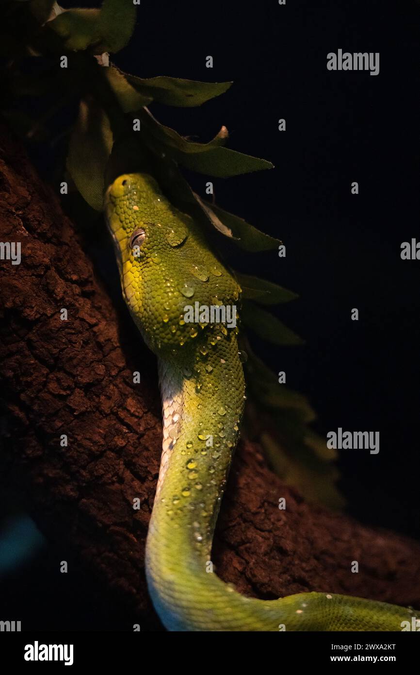 Green viper hi-res stock photography and images - Alamy