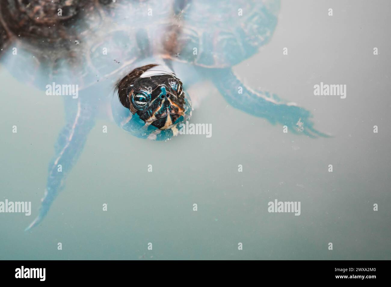 Backyard pond and turtle hi-res stock photography and images - Alamy