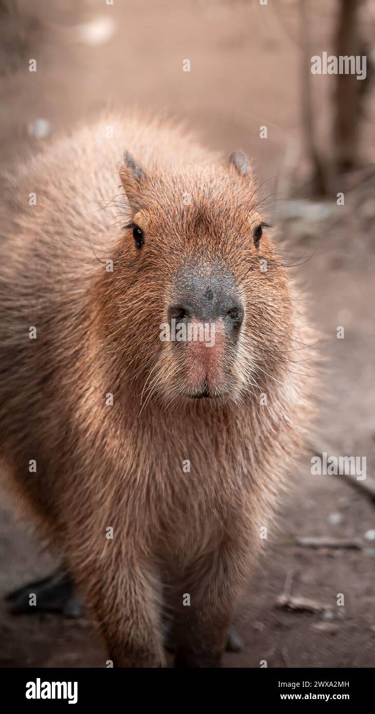 Friendly capybara hi-res stock photography and images - Alamy