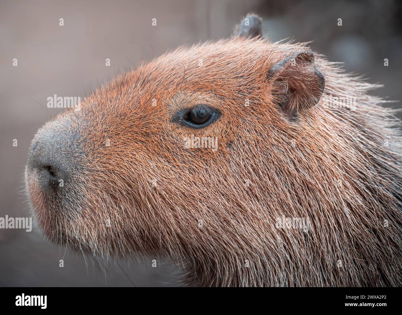 Cute capybara hi-res stock photography and images - Alamy