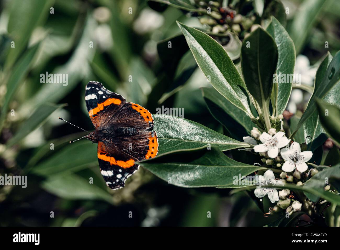 Butterfly over flowers hi-res stock photography and images - Alamy