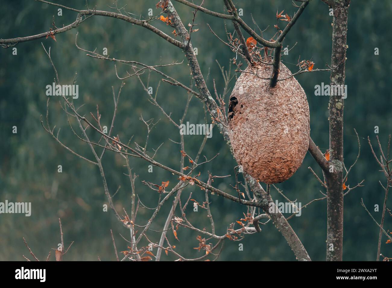 Hive of wasps hanging from leafless tree in forest Stock Photo - Alamy