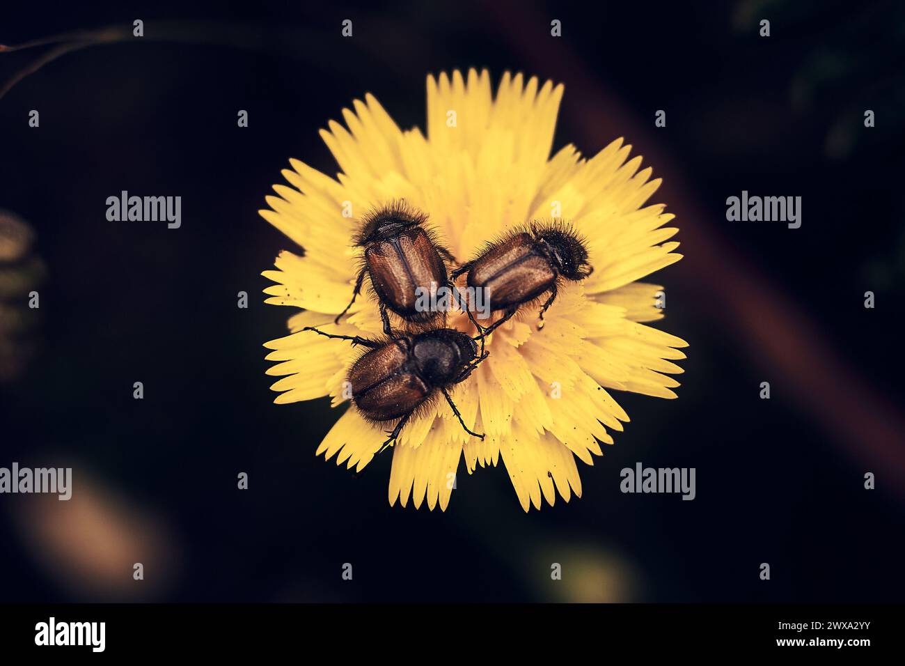 Three beetle bugs over a yellow flower, feeding insects Stock Photo - Alamy