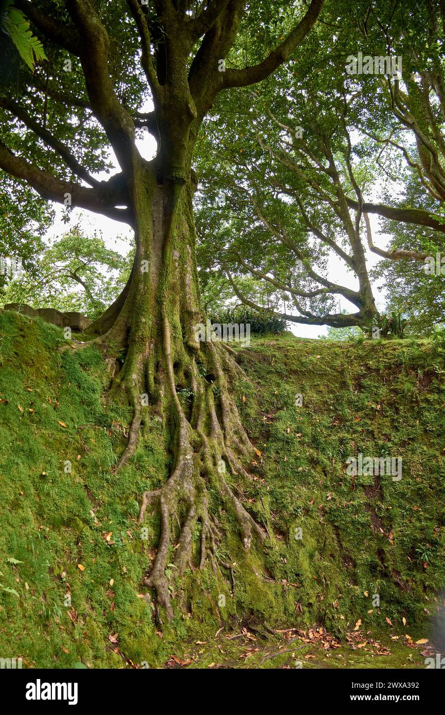 Spectacular tree that exposes its roots in the exotic tropical ...