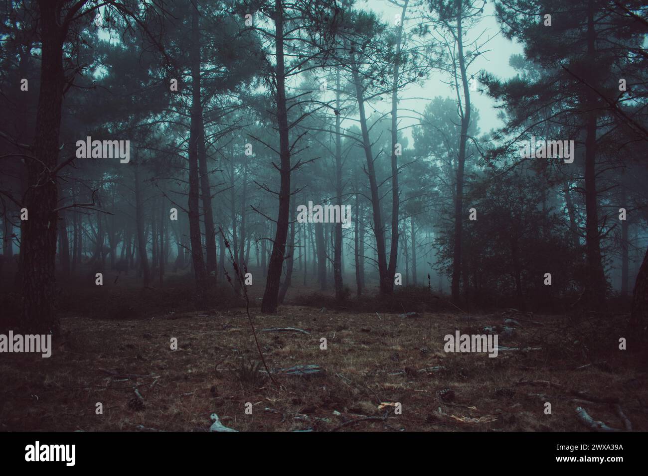 Mist between trees with a dramatic mood, Dark forest mood Stock Photo - Alamy