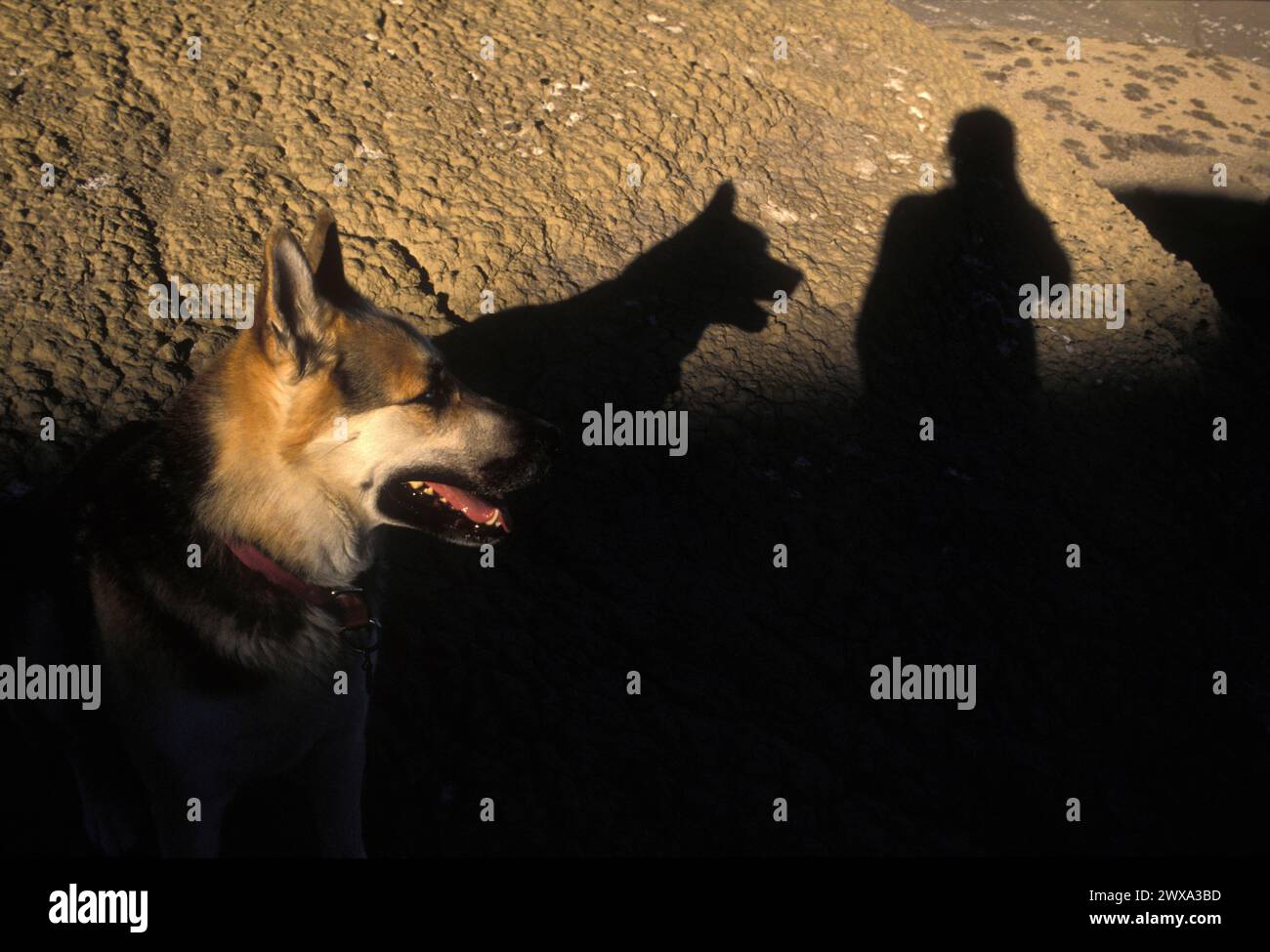 Dog adobe hi-res stock photography and images - Alamy