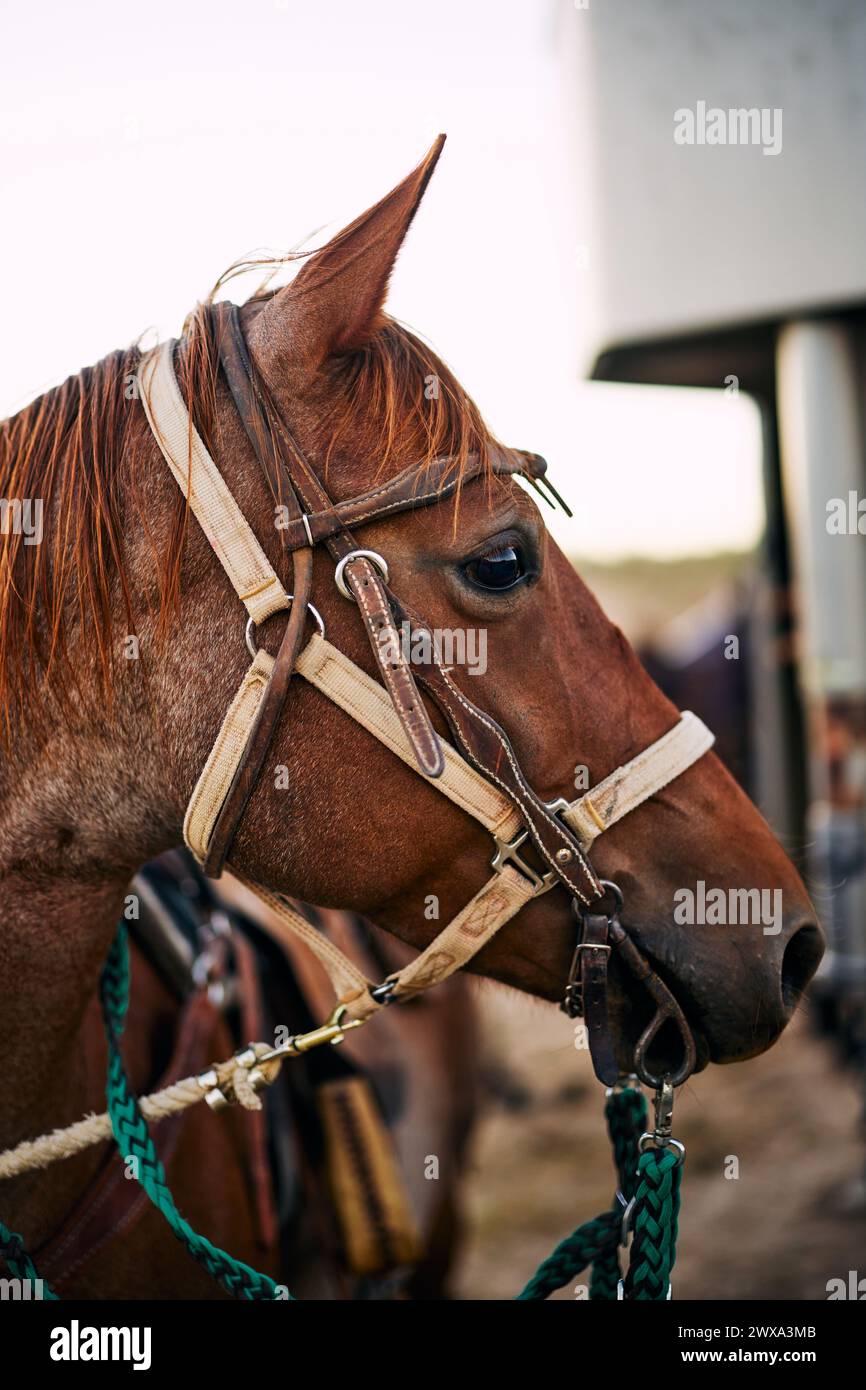 Bridled horse hi-res stock photography and images - Alamy