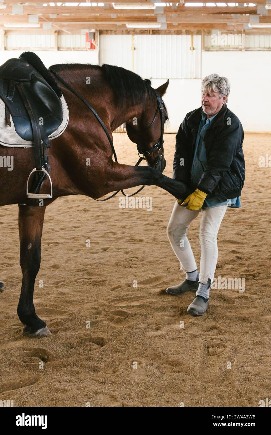 Older man stretches legs on chestnut saddled stallion horse Stock Photo ...