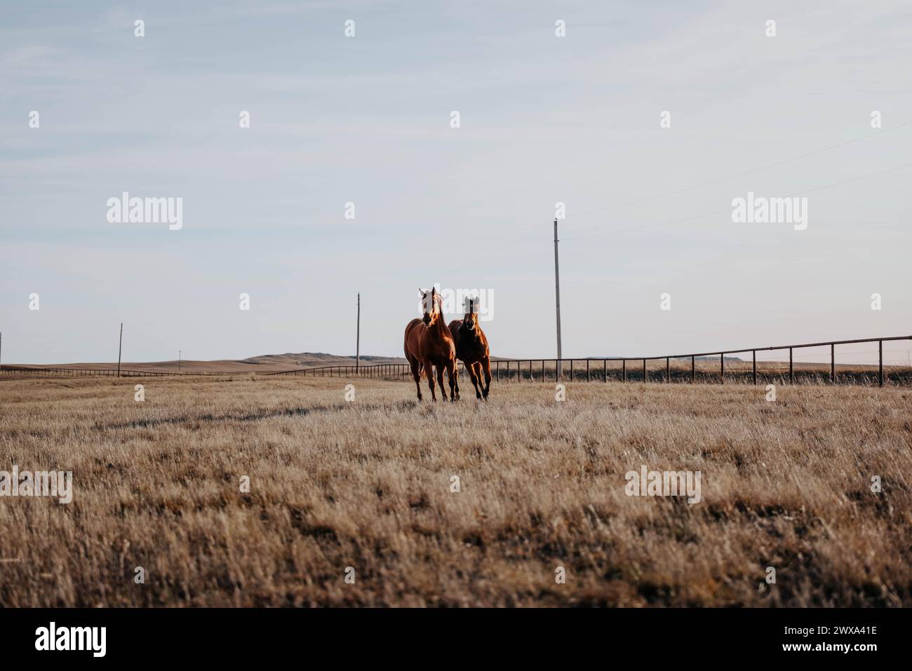 Winifred montana hi-res stock photography and images - Alamy