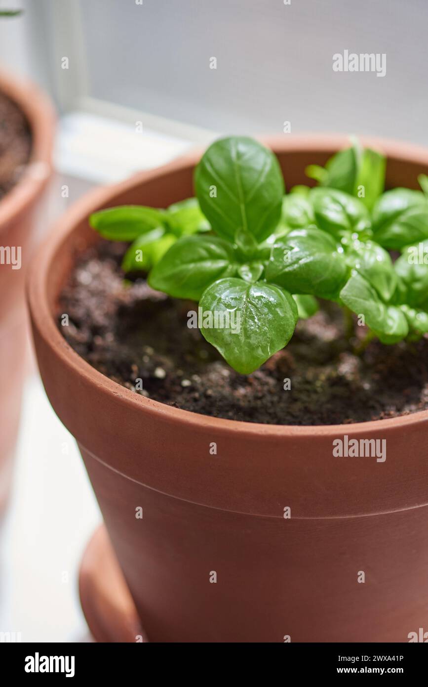 Basil plants in pot hi-res stock photography and images - Alamy