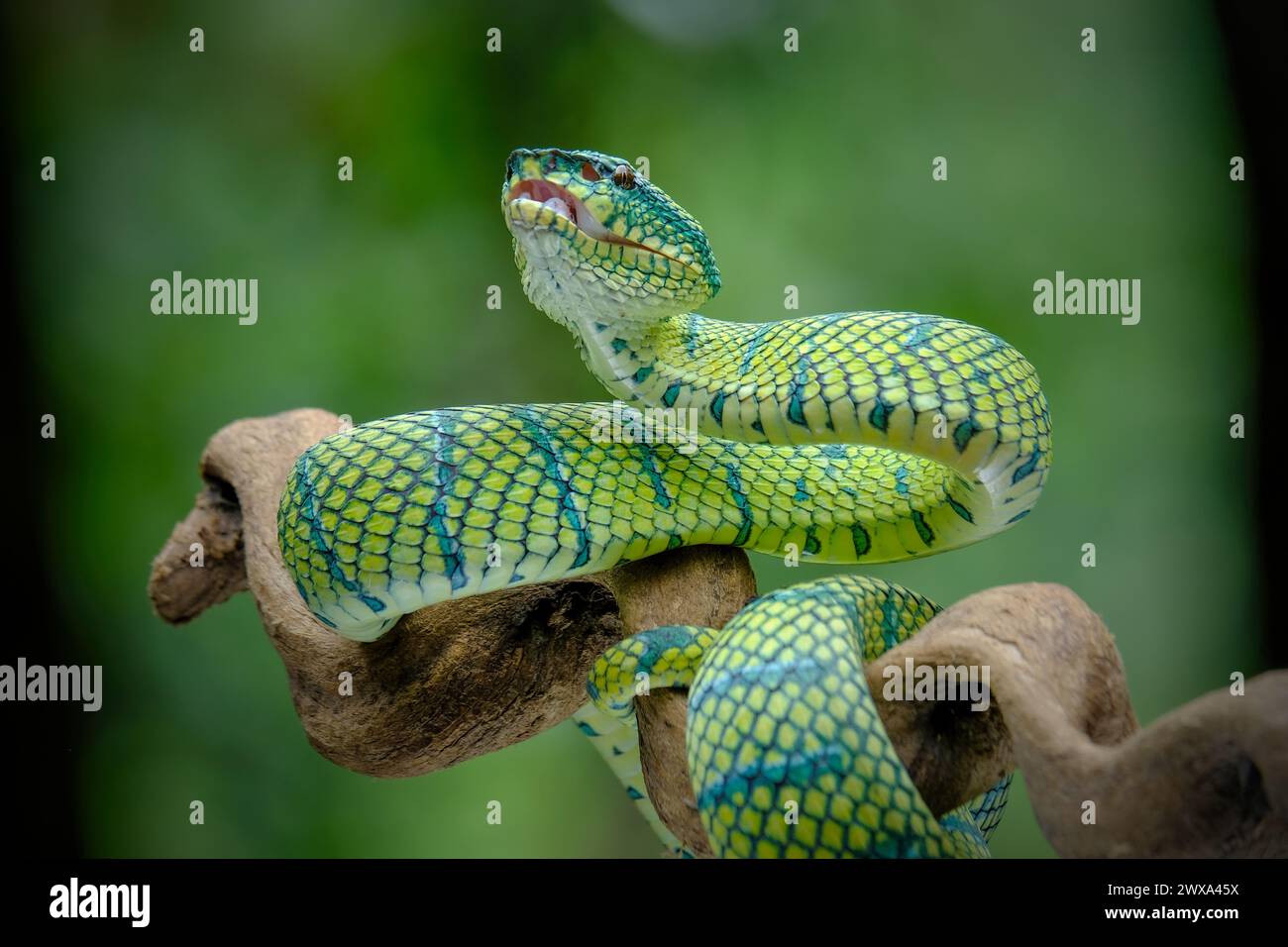 Poisonous snake on the branch Stock Photo - Alamy