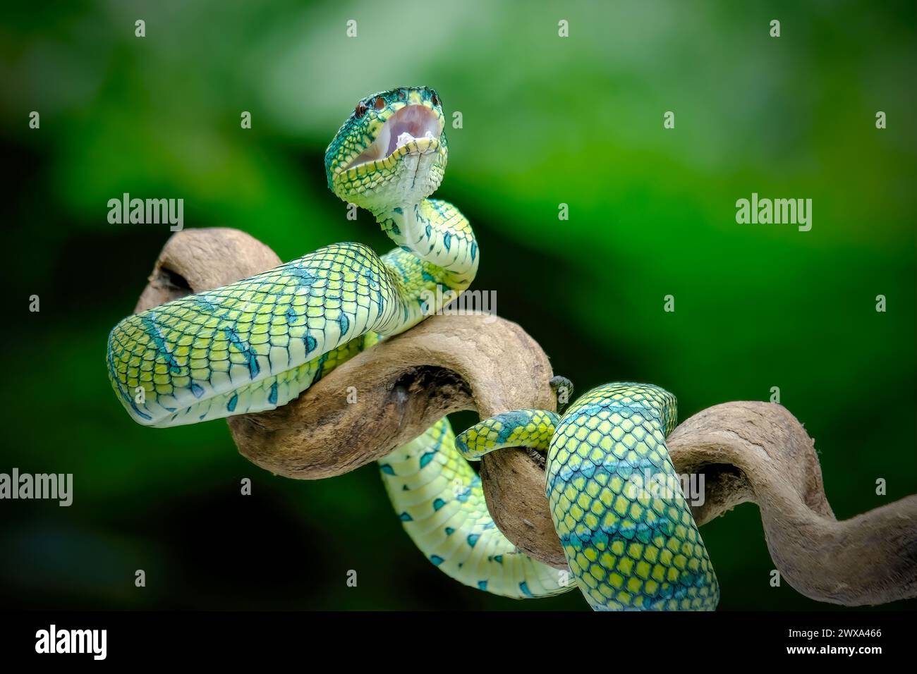 Beludak hi-res stock photography and images - Alamy