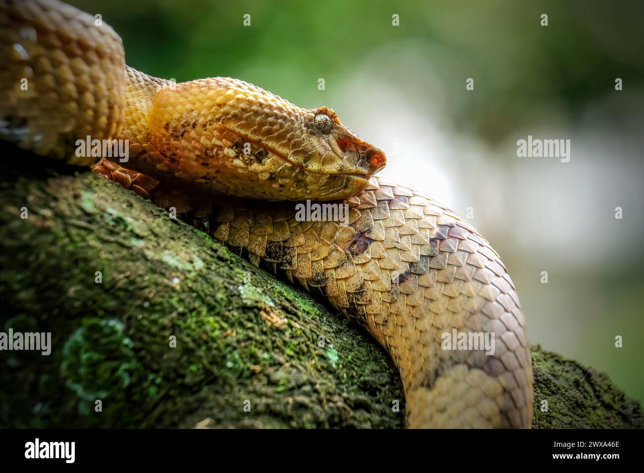Snake on branch hi-res stock photography and images - Alamy