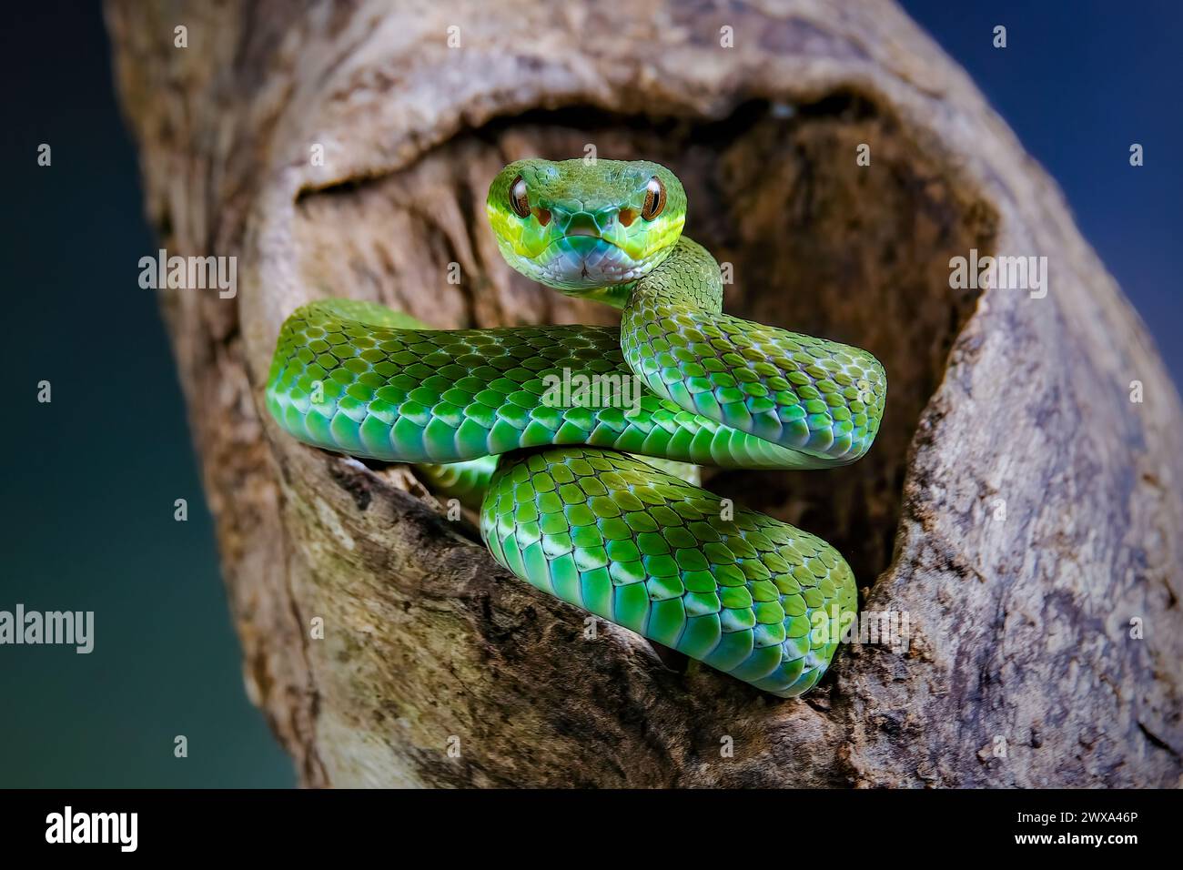 Close up pit viper snake on branch Stock Photo - Alamy