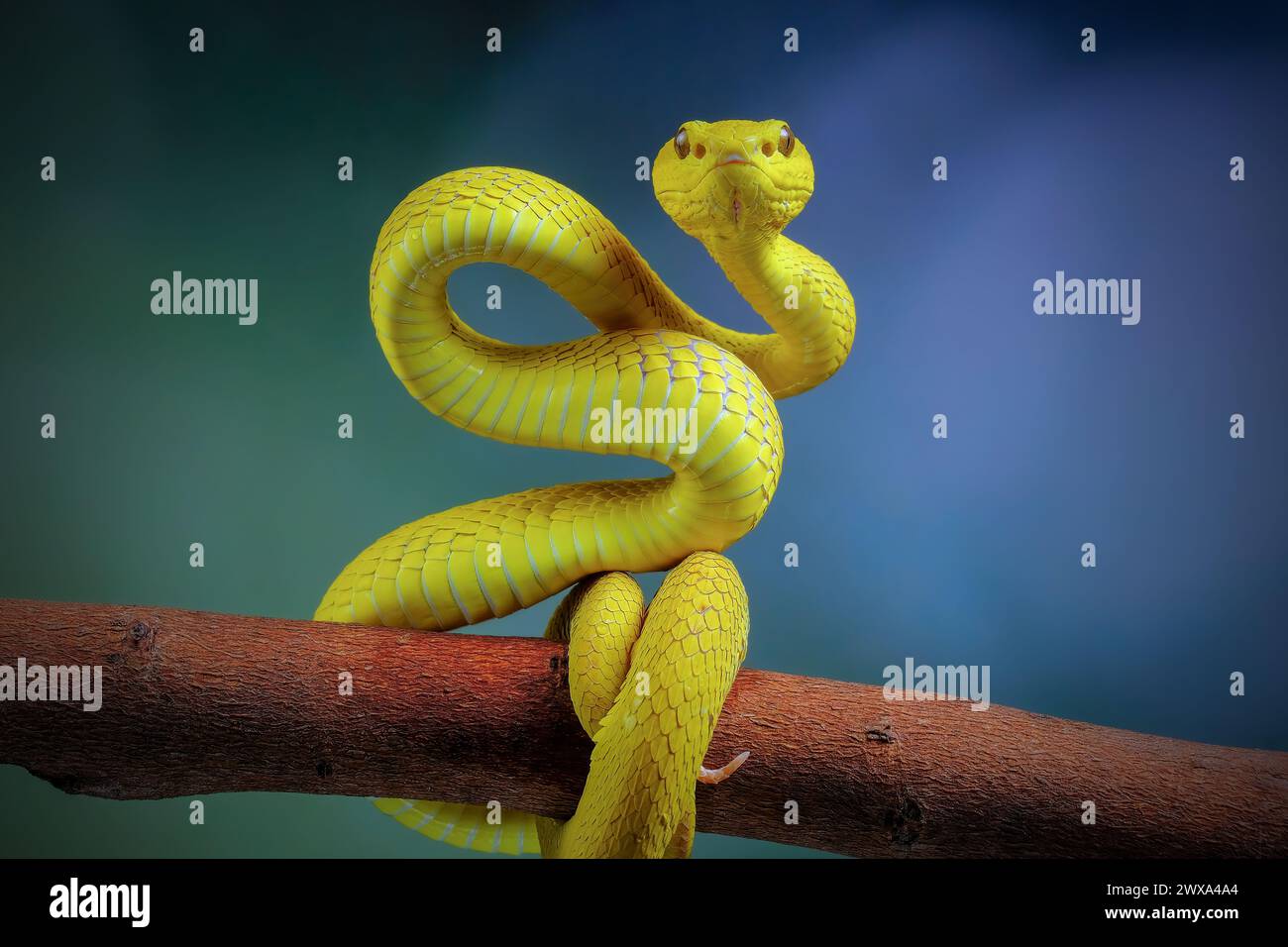 Close up pit viper snake on branch Stock Photo - Alamy