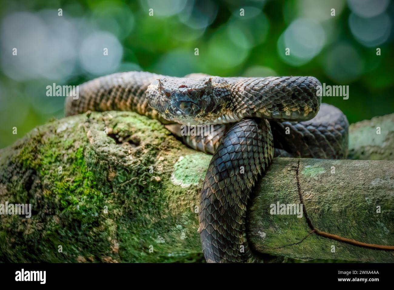 Close up pit viper snake on branch Stock Photo - Alamy
