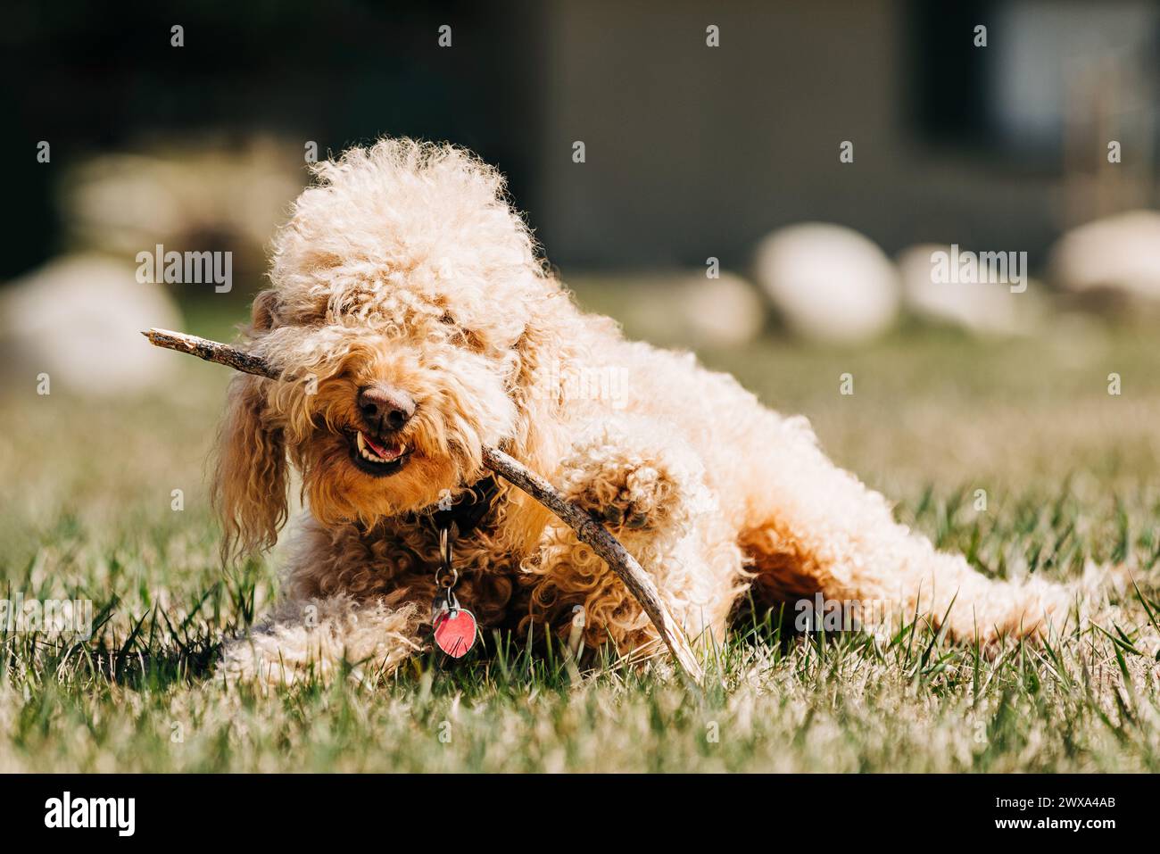 Goldendoodle dog laying in grass in the sun chewing on big stick Stock ...