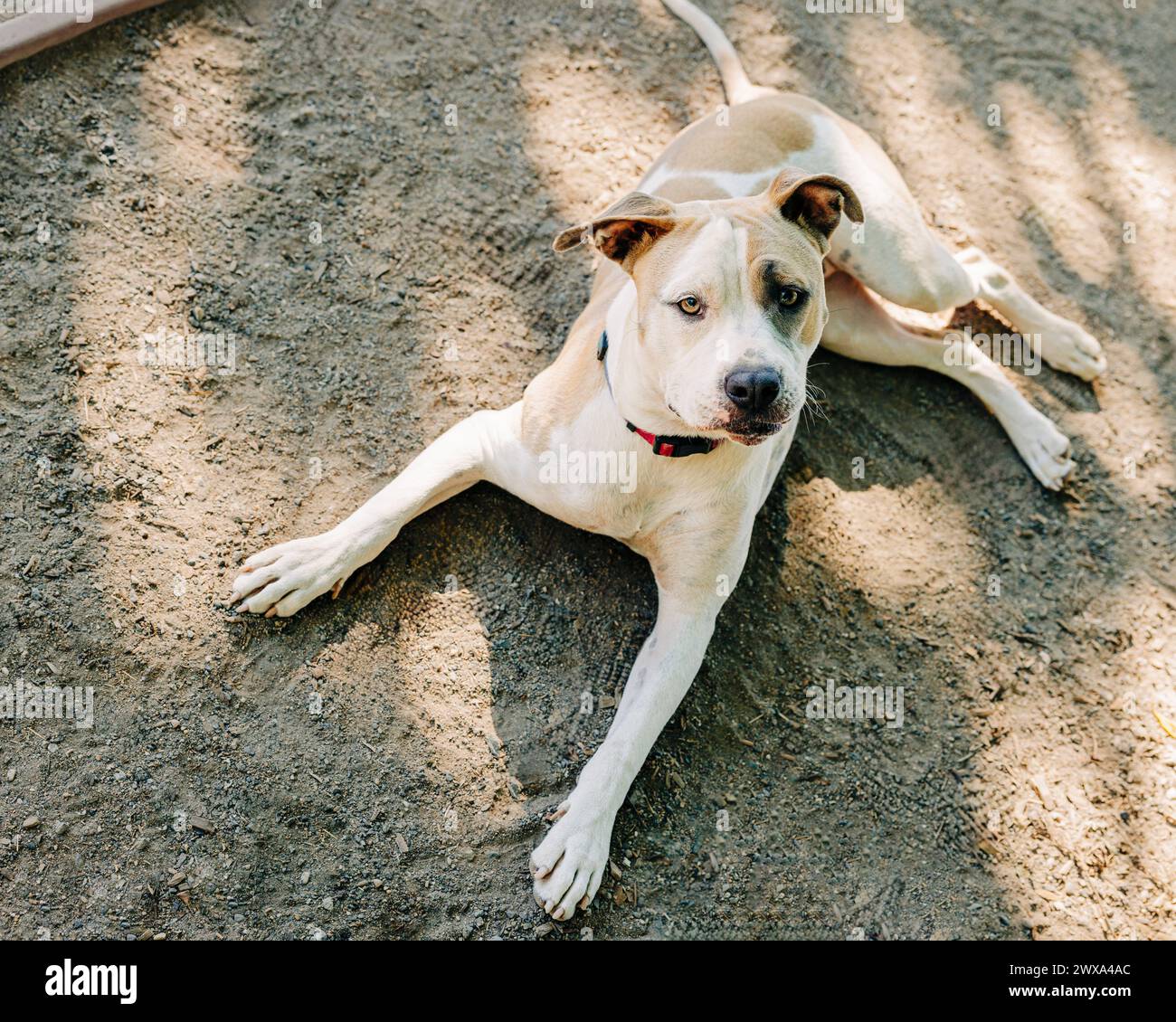 Dog laying on ground in dappled light looking up at camera Stock Photo ...