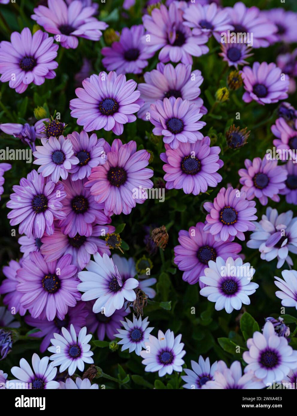 Daisies pattern illustration vector hi-res stock photography and images ...