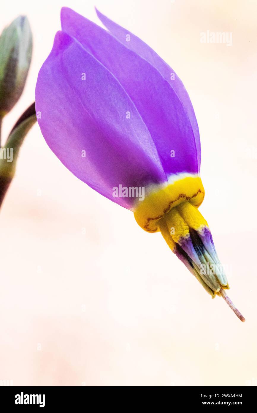 Magenta shooting star hi-res stock photography and images - Alamy