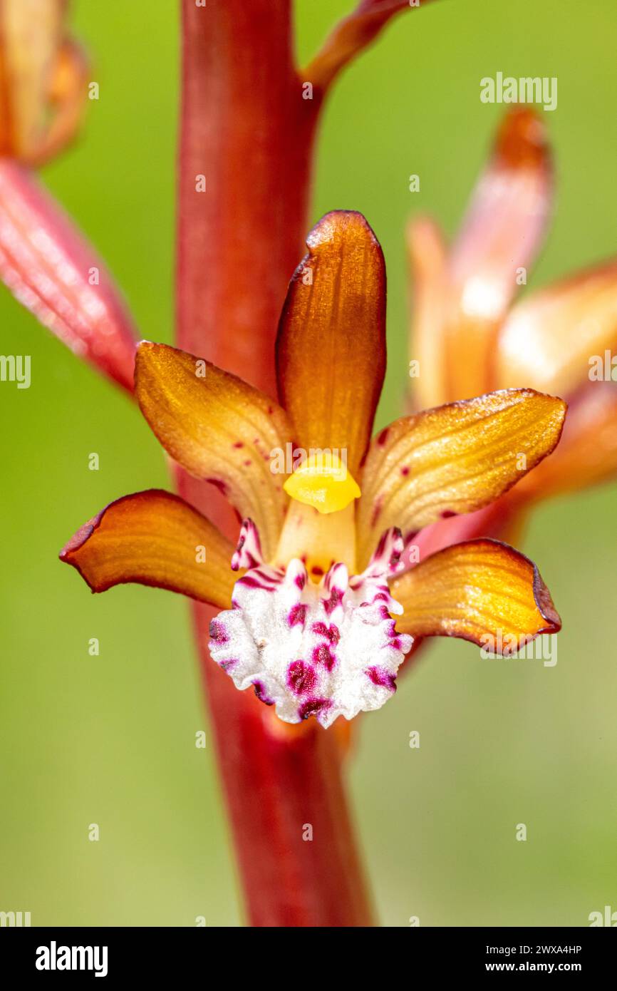 Red spotted coralroot hi-res stock photography and images - Alamy