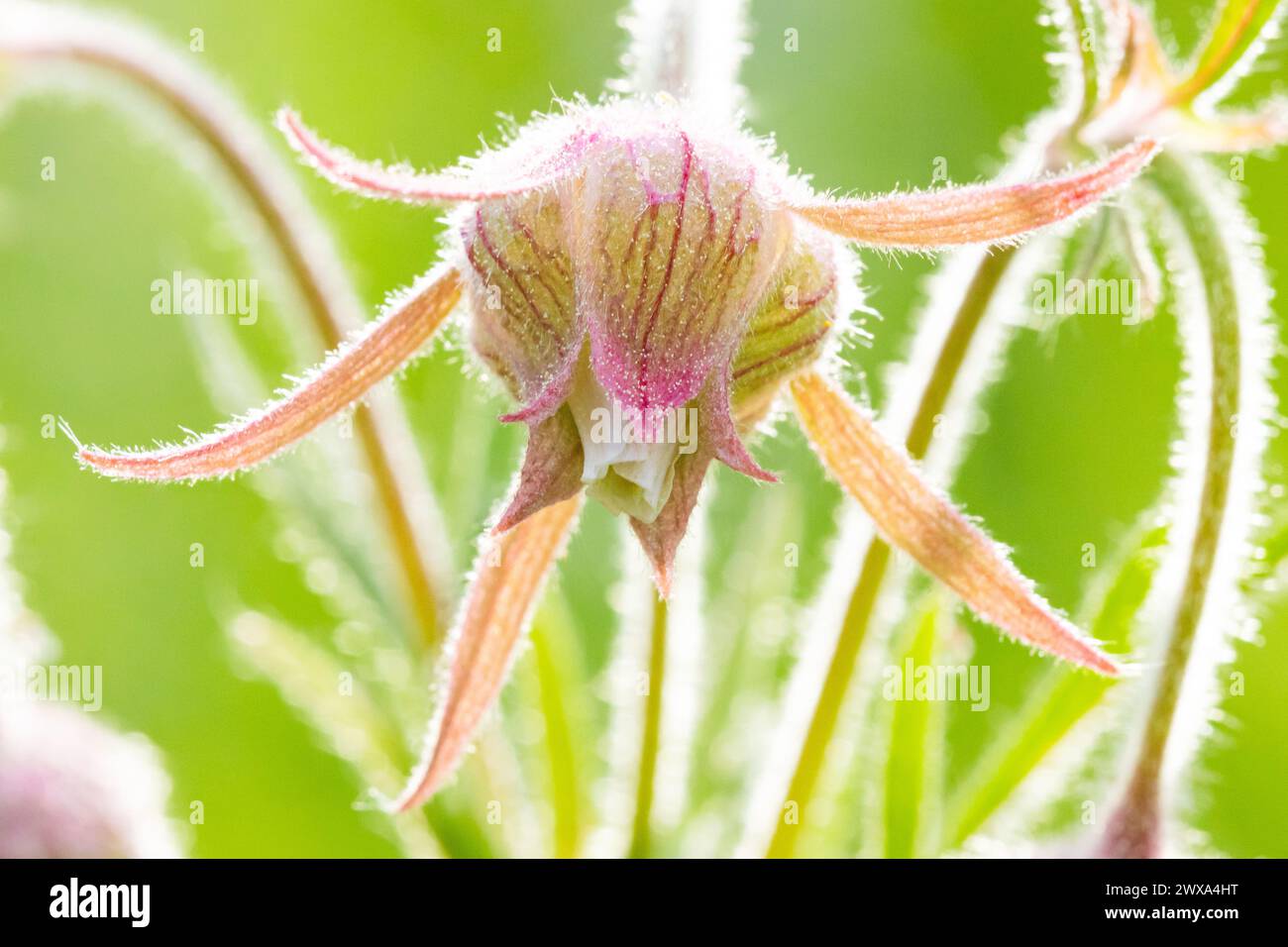 Pink prairie smoke wildflower close up shot with green background Stock ...