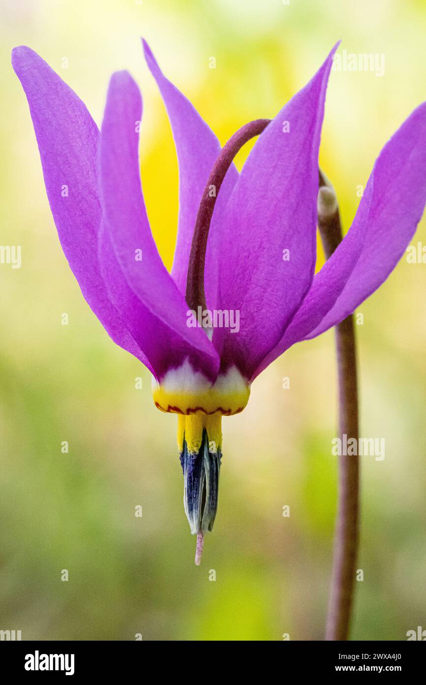 Pretty shooting star wildflower close up on green background Stock ...