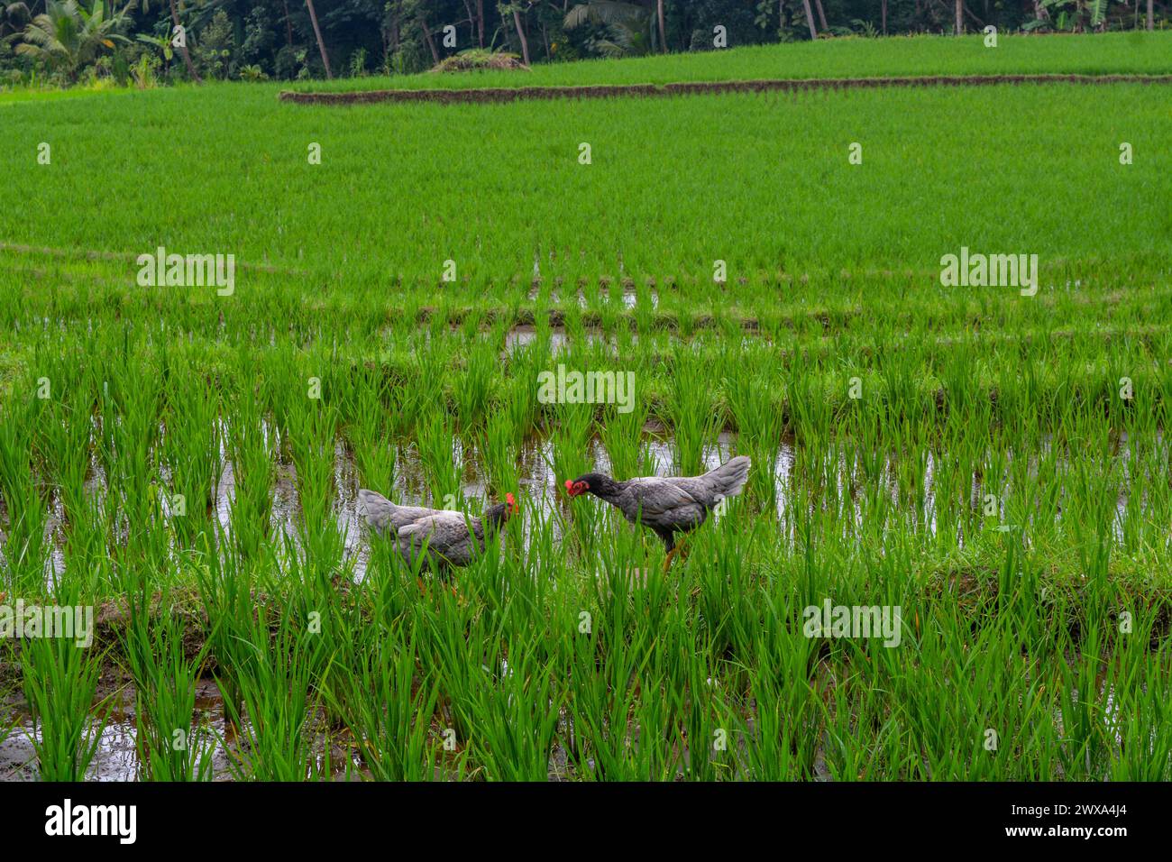 The chickens are in the yard and the rice fields are very fresh in the ...