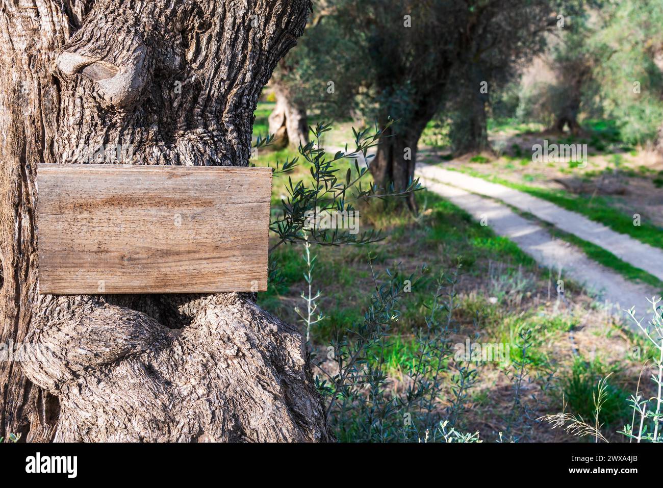 Empty notice board on a trunk in an olive farm with a dirt road running ...