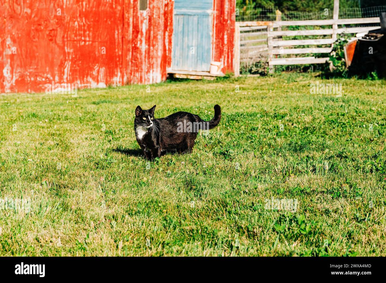 Barn farm cat hi-res stock photography and images - Alamy