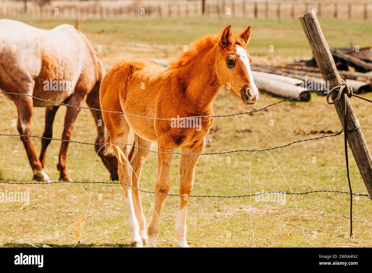 Lanky people hi-res stock photography and images - Alamy